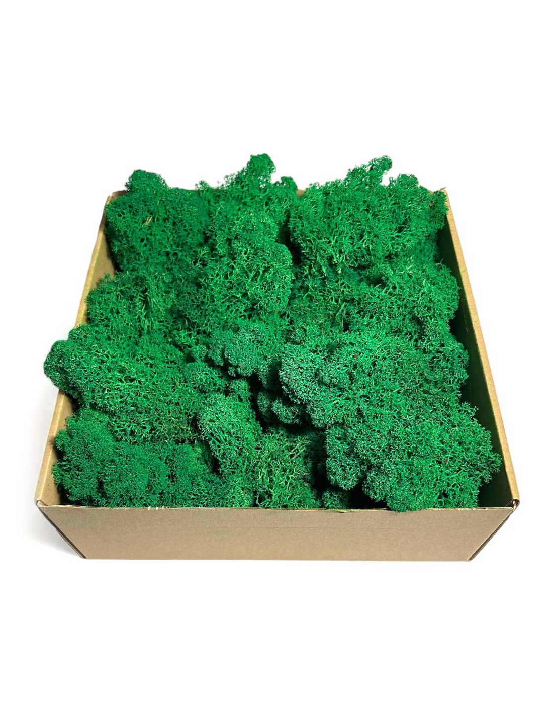 Mech Stabilizowany na Wagę. Mech Chrobotek i Poduszkowy